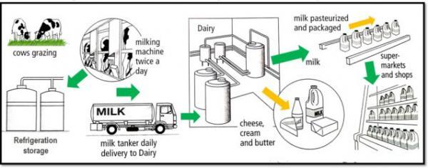 The Diagram Shows Various Stages Of Milk Processing Milk Pro